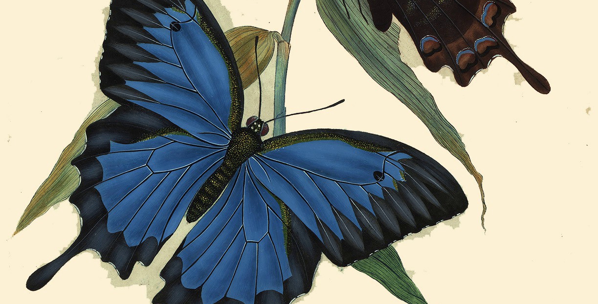 Edward Donovan - Insects of China, India and New Holland - Giclee Prints