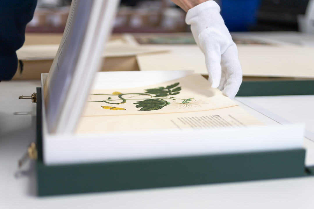 Maria Merian - Metamorphosis Insectorum Surinamensium - Giclée prints