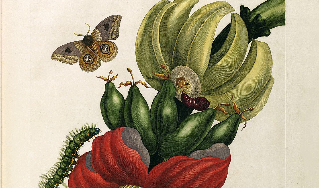 Maria Merian - Metamorphosis Insectorum Surinamensium
