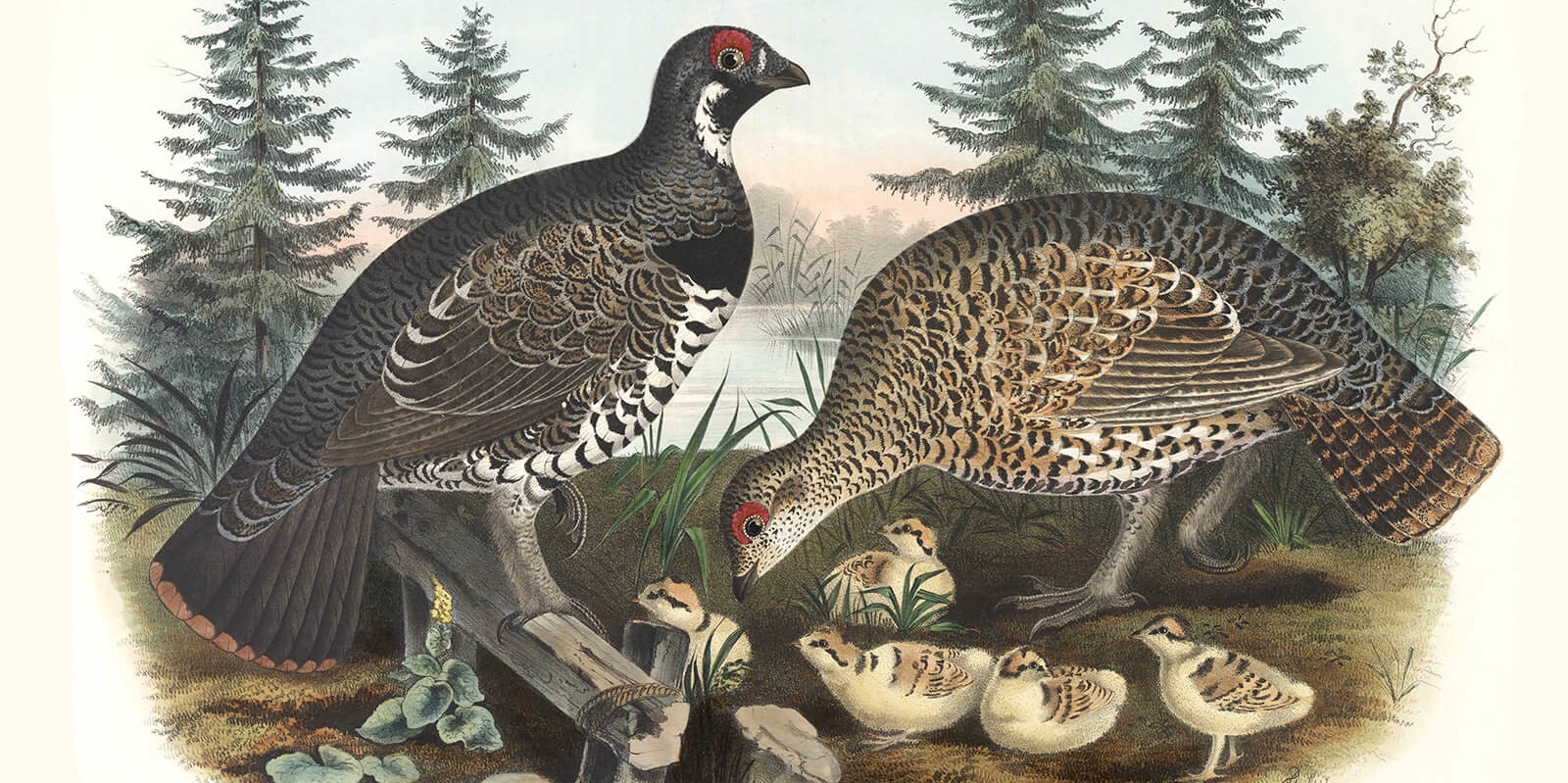 Daniel Giraud Elliot - Family of Grouse - Set of 27 Giclee Prints