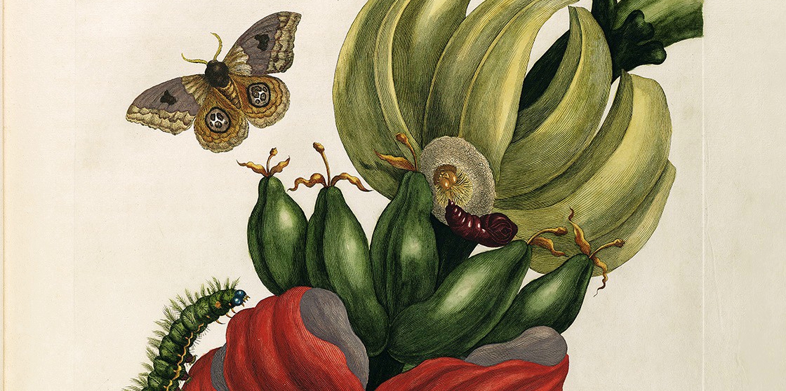 Maria Merian - Metamorphosis Insectorum Surinamensium - Giclée prints