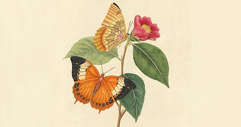 Edward Donovan - Insects of China - Set of 50 Giclee Prints