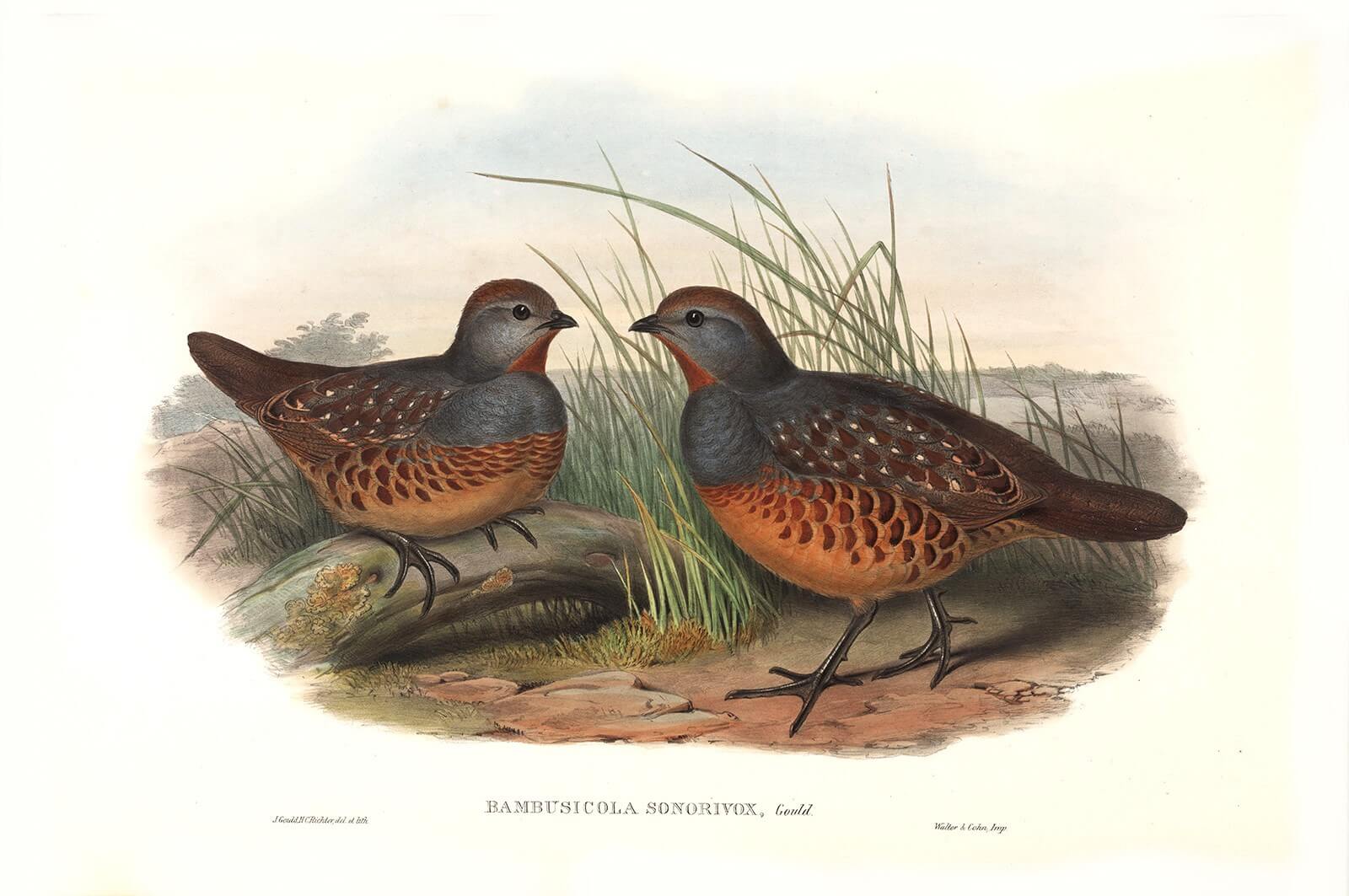 Why John Goulds illustrations are special - Heritage Prints