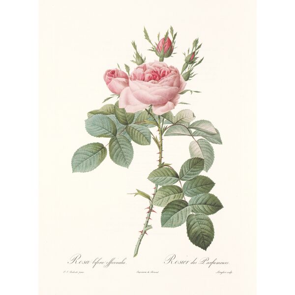 Rosa Bifera Officinalis by Redouté - Les Roses –Facsimile giclee prints