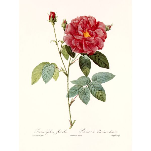 Rosa Lucida by Redouté - Les Roses – Facsimile giclee prints