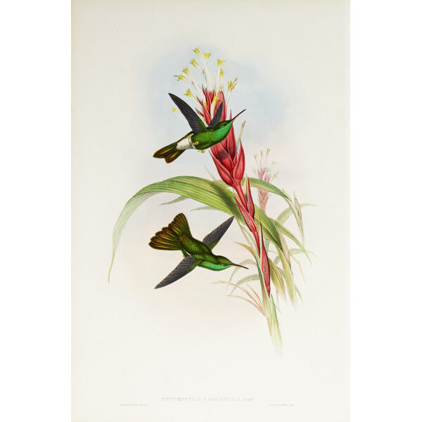 John Gould Family of Hummingbirds Giclee Golden-tailed Plumeleteer